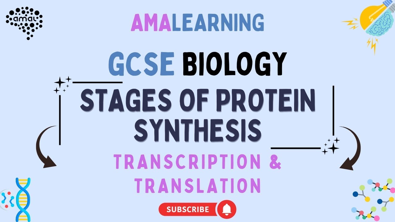 GCSE Biology – Stages of Protein Synthesis Explained - YouTube