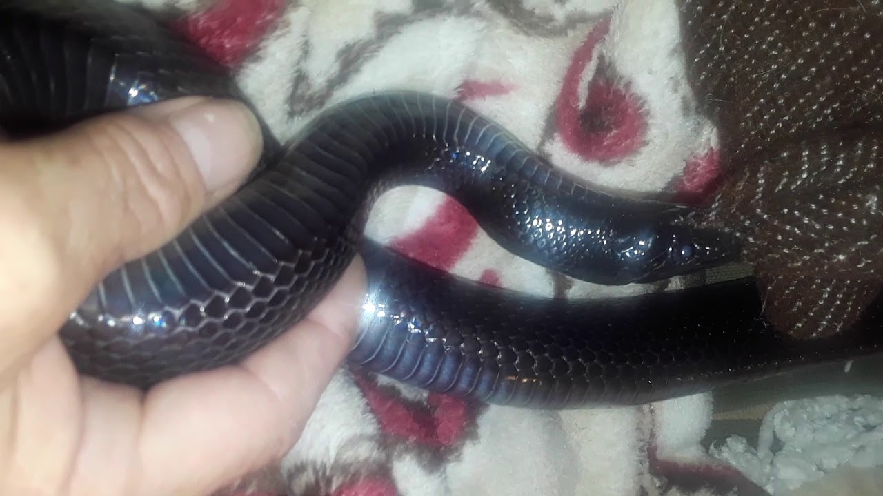 Mexician Black King Snake Bites - YouTube