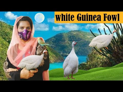 “White Guinea Fowl 🕊️ Rare Beauty of Nature | Amazing Bird Facts & Care ...