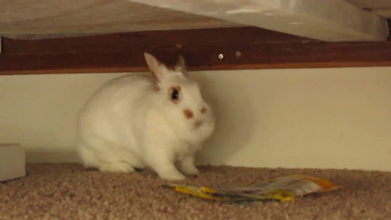 Supreme Happiness of a Bunny Rabbit! Bunny flops & 360 rollovers ...