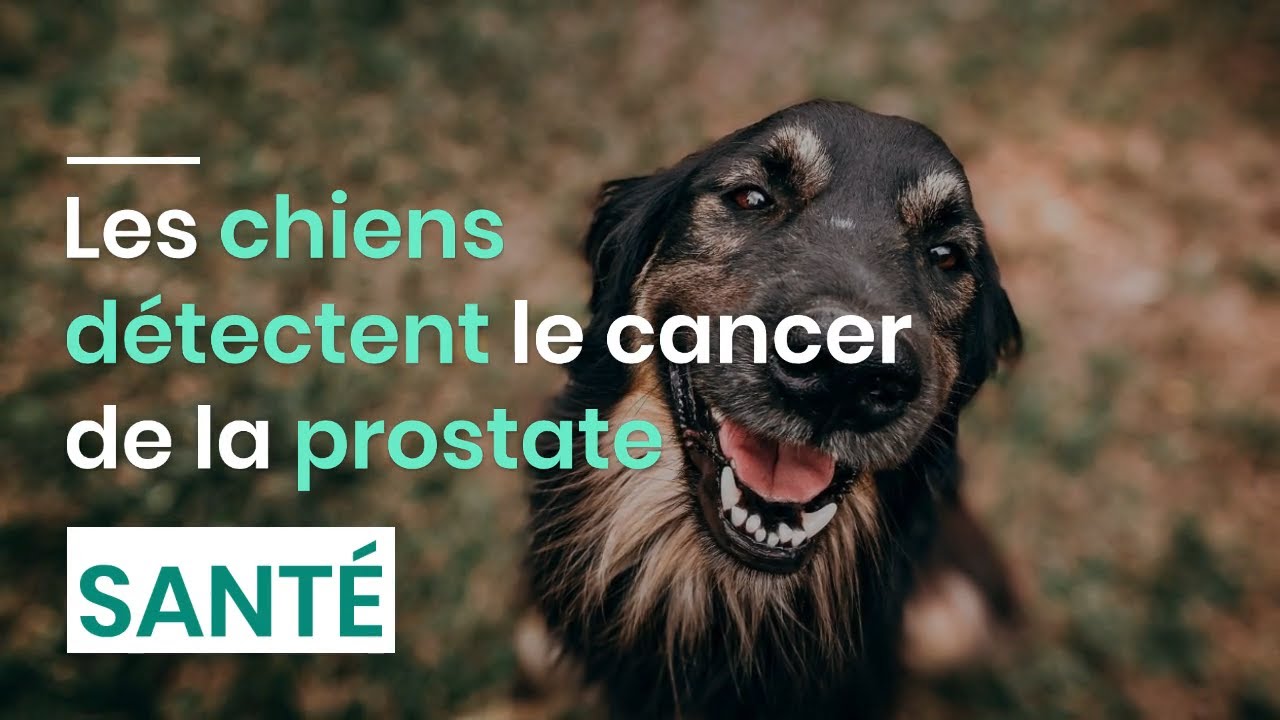 Les chiens détectent le cancer de la prostate - YouTube