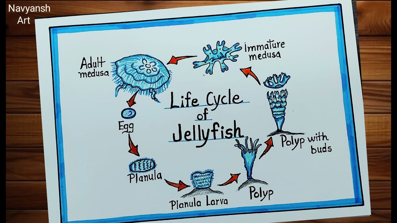 Jellyfish Life Cycle Diagram Life Cycle Of Jellyfish Stock