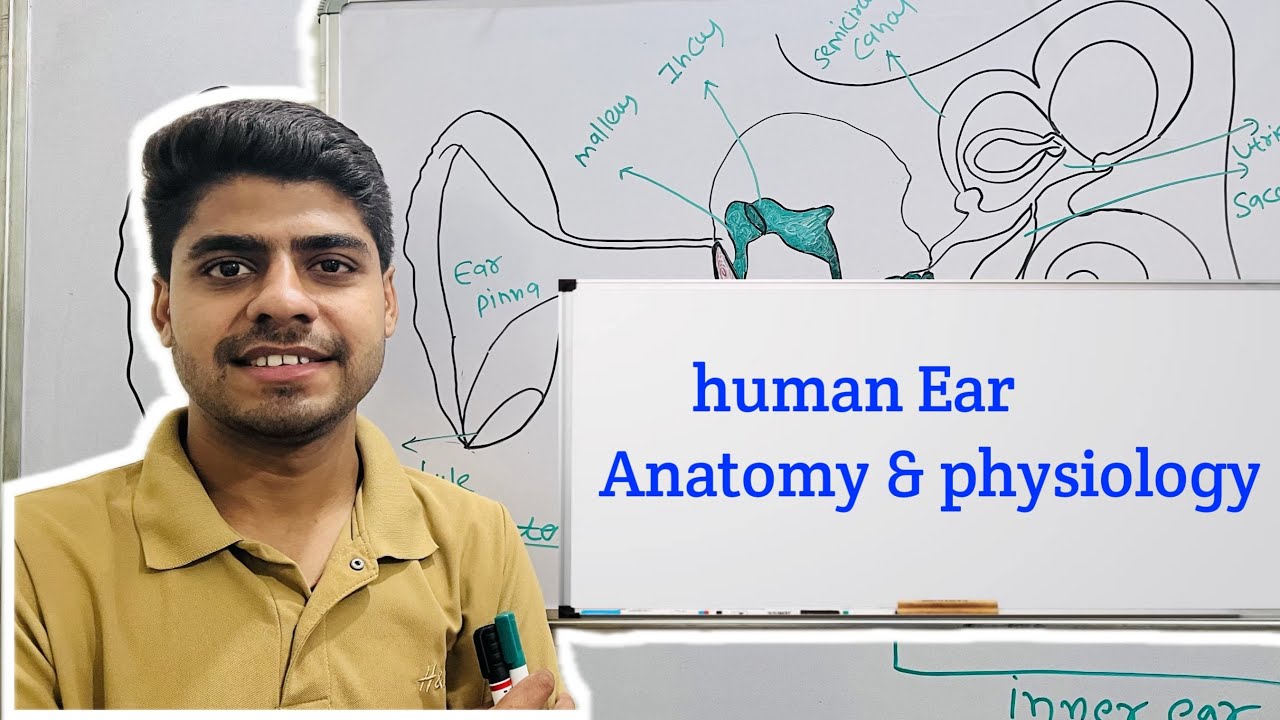 Human ear anatomy & physiology in Hindi | structure | diagram of ear ...
