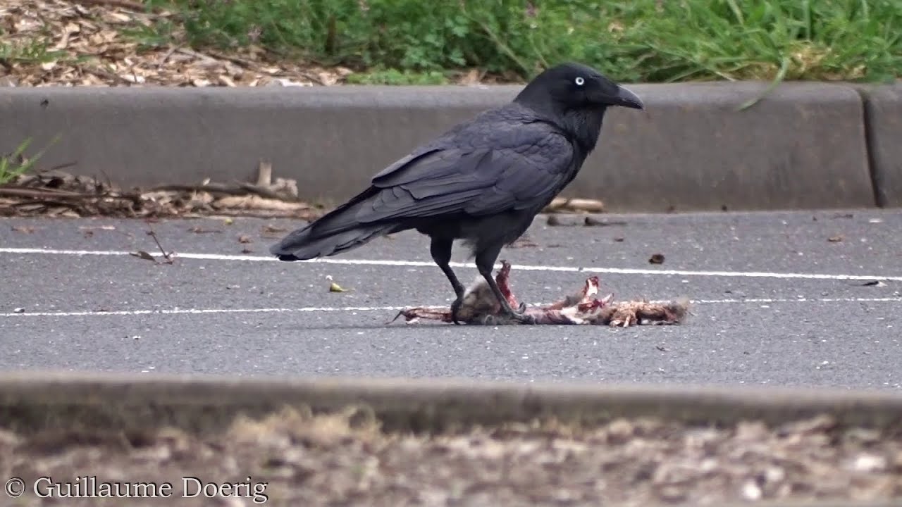 Little Raven (Corvus mellori) | Wattle Park, Victoria (AUSTRALIA) - YouTube