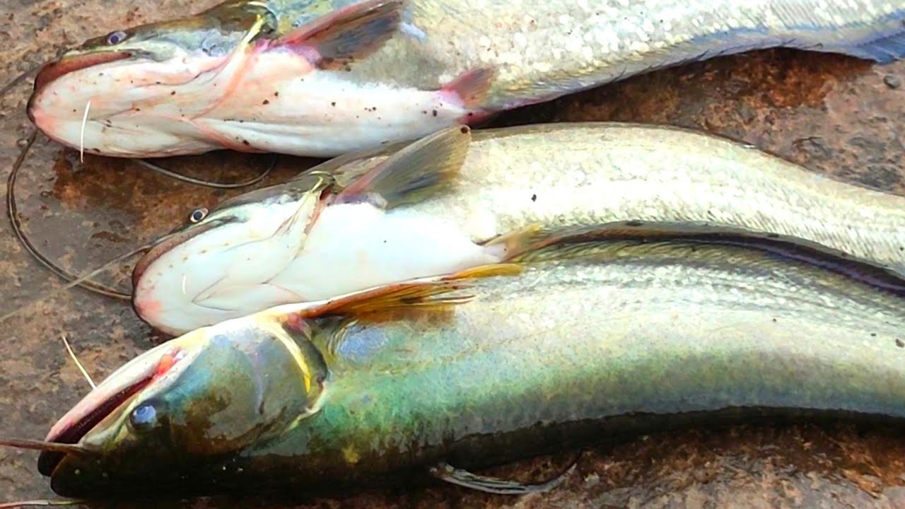 🦈 incredible fishing|Big Pathan fish|whlago fishing catching 🦈 SPOON ...