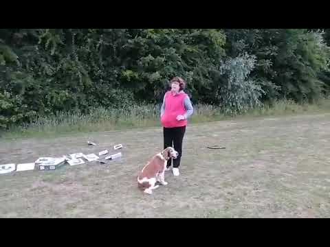 Tracy Bull and Alfie TDR 1 - YouTube