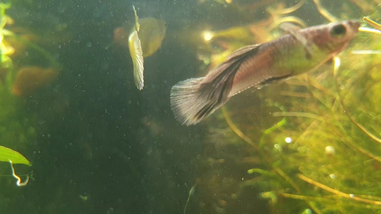 Endler guppies swimming in sunlight with their cute fry peaceful ...
