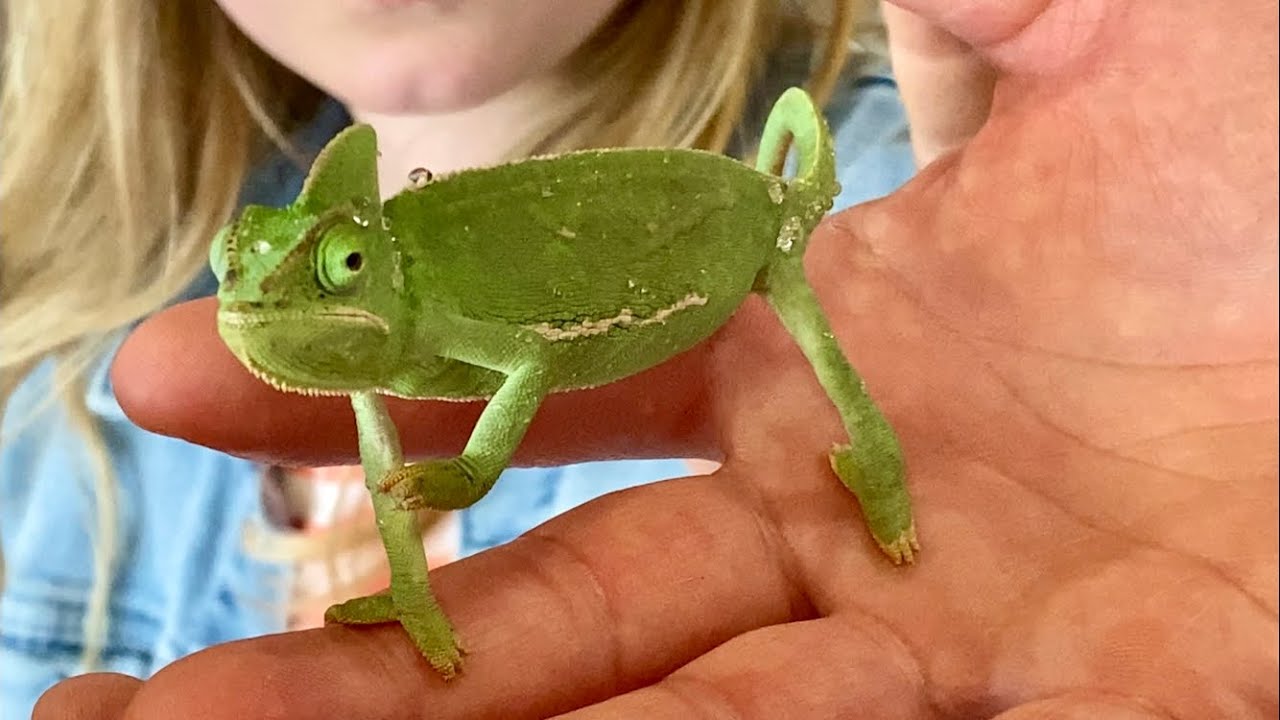 4-month-old chameleon | Reptisland | Melidoni | Crete | Greece | 2024 ...