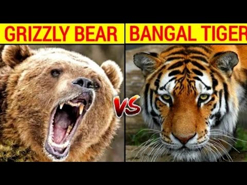 Grizzly Bear vs Bengal Tiger Fight In Hindi | Grizzly Bear vs Bengal Tiger Compression