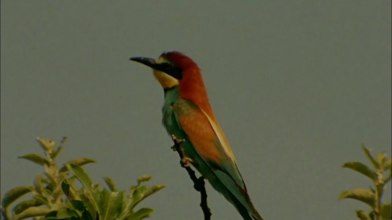 Ringneck birds Videos Compilation - YouTube