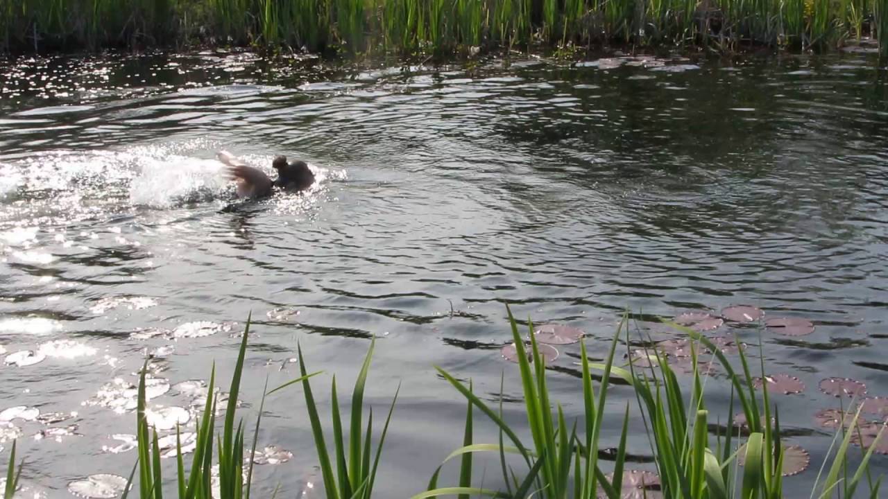 Swimming in a Natural Pool - David Pagan Butler - YouTube