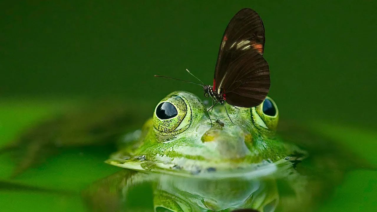 The frog is winking funny. Frog croaks 🐸🐸 - YouTube