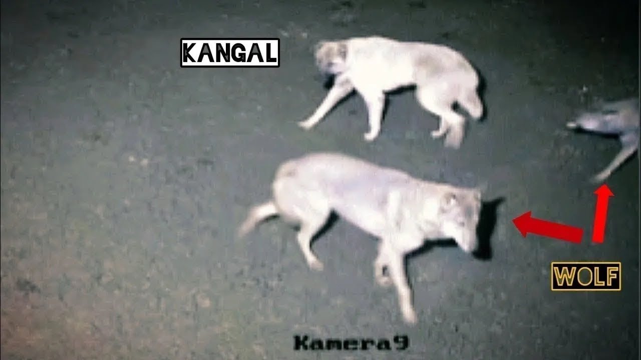 20 Scary Wolf Encounters that will make you feel uneasy CAUGHT ON VIDEO ...
