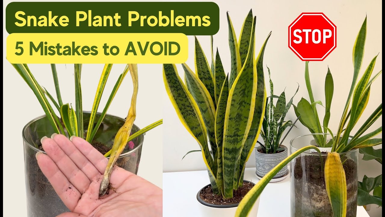 Snake Plant Care Problems 5 Mistakes You MUST AVOID & How to Fix Them ...