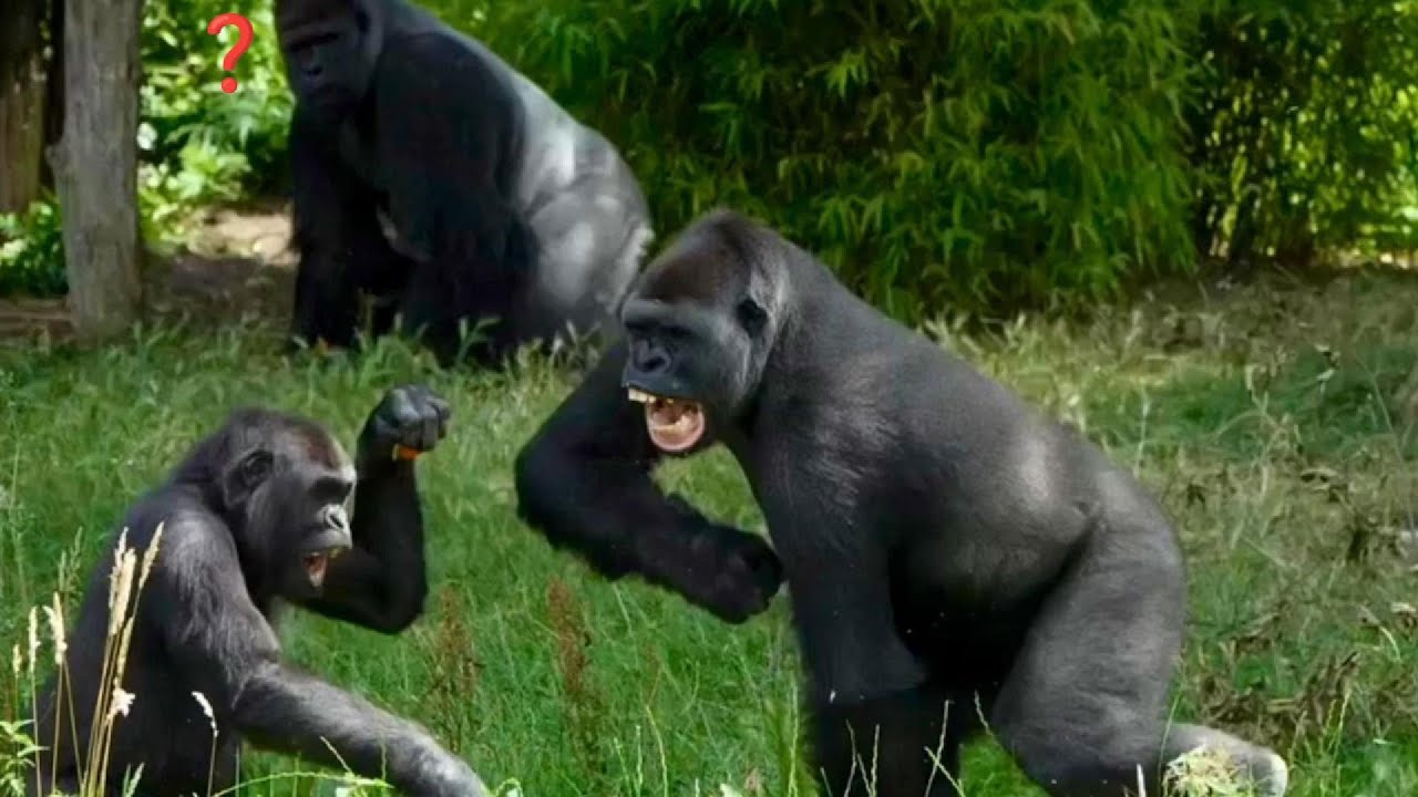 Boboto Waves for More Snacks | The Kidogo Troop - YouTube