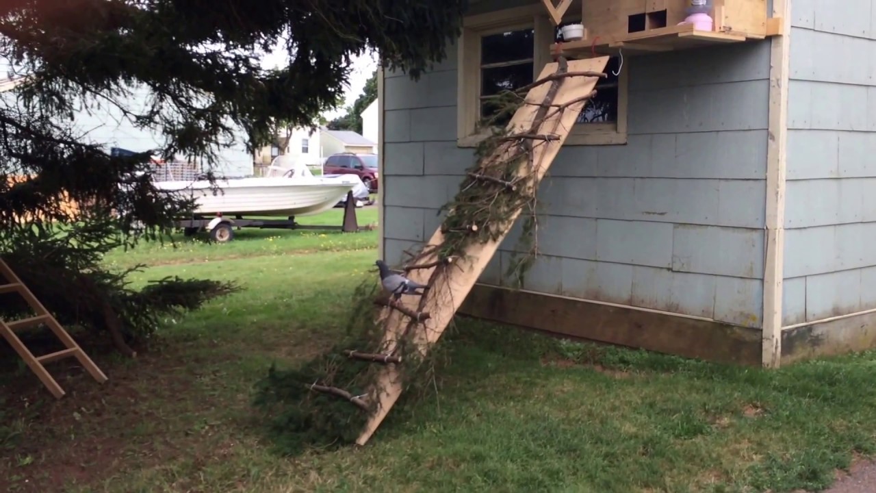 Wild Pigeon Rescued we are helping to release back to nature, built ...