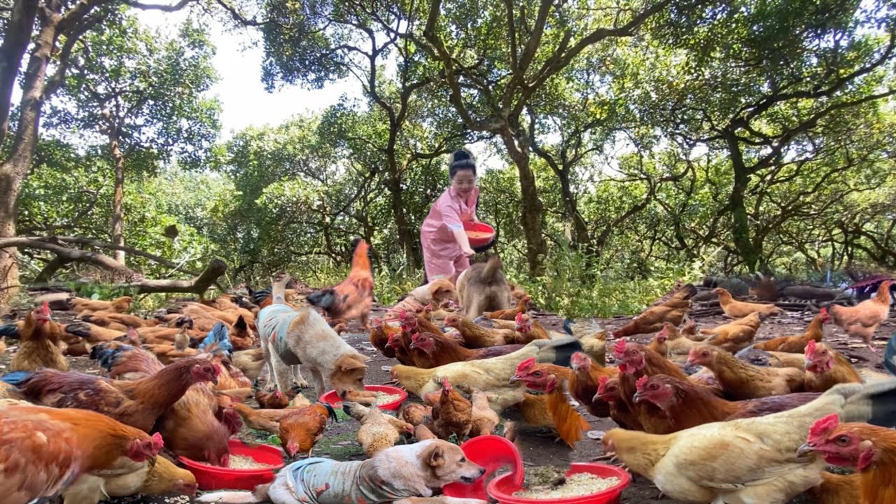 Feeding Chickens in the Forest 21 | Raising Free-Range Chickens ...
