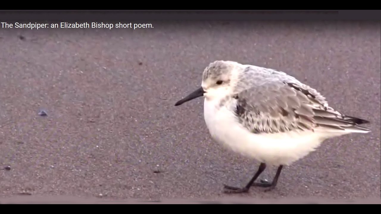The Sandpiper: an Elizabeth Bishop short poem. - YouTube