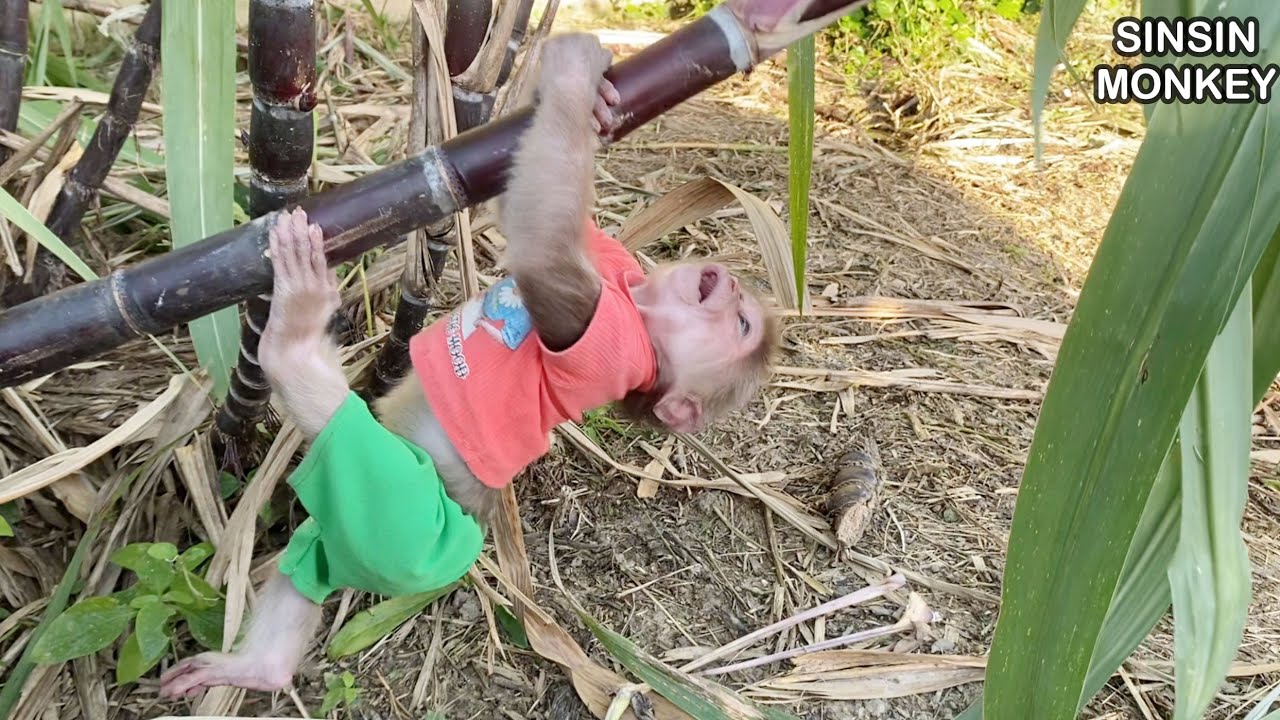 Best video! SinSin monkey harvests sugarcane in a special way - YouTube