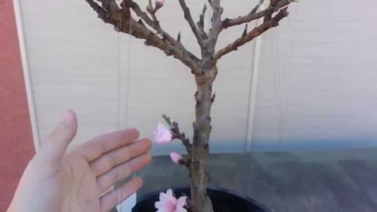Bonsai Double Flowering Specimen Peach - YouTube