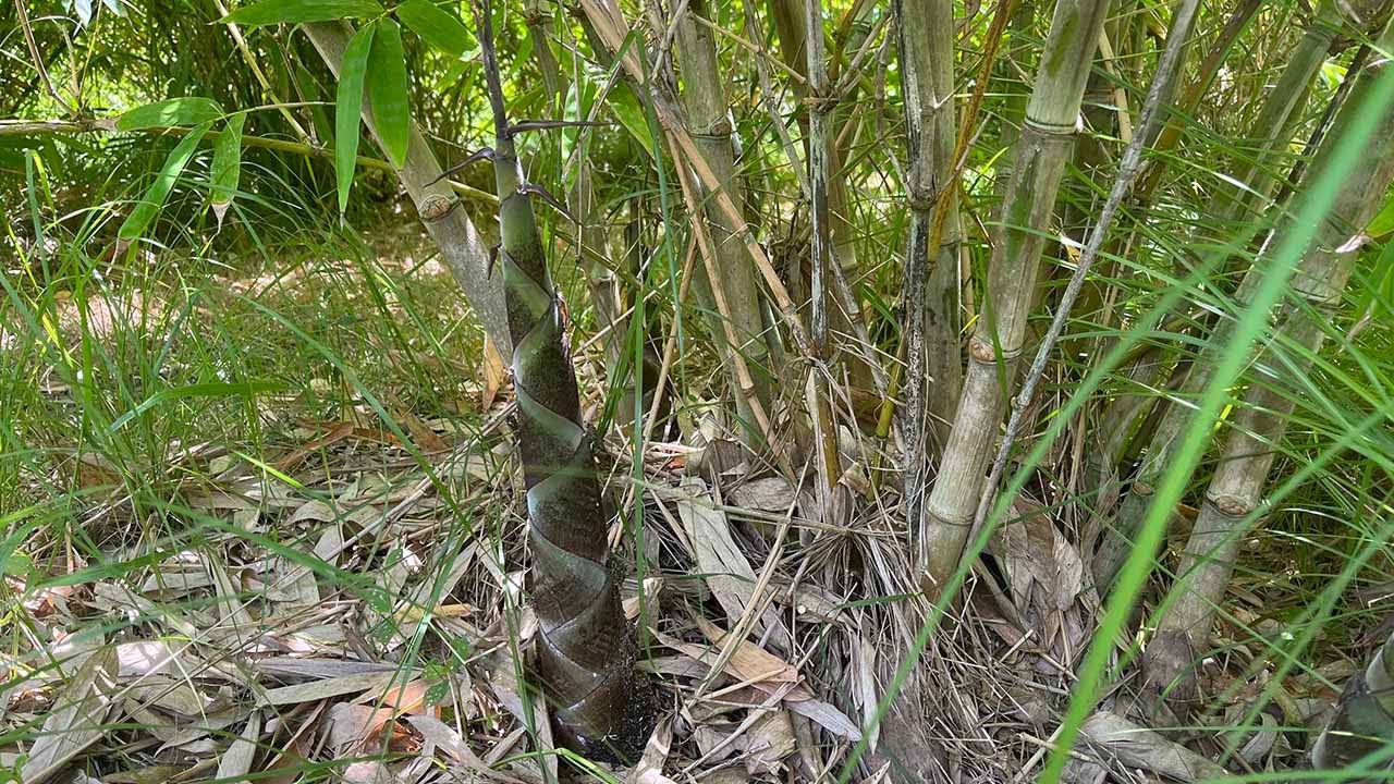 June 2022 Update | Florida Bamboo Farm - YouTube