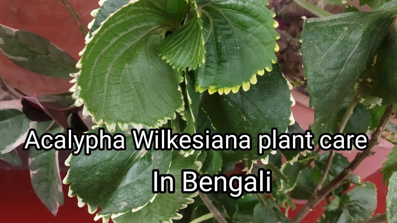 How to grow and care Acalypha Wilkesiana plant in bengali. - YouTube