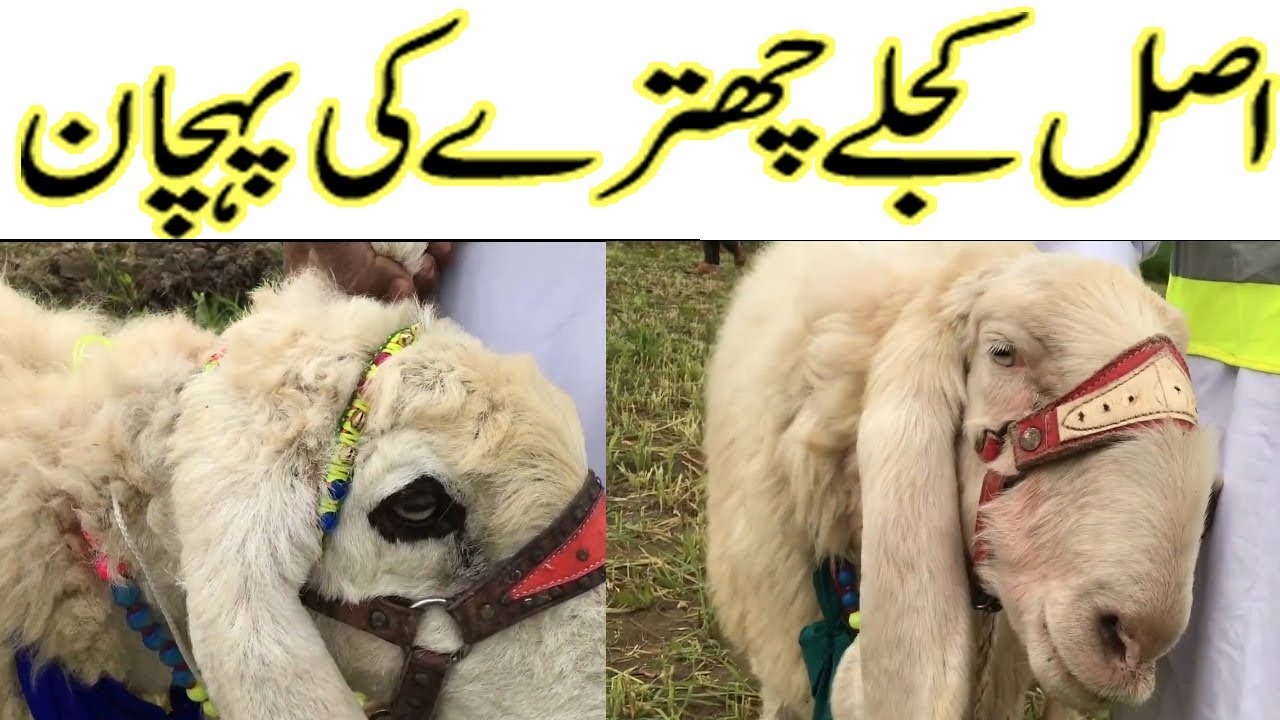 Kajla Chatra II best sheep in pakistan II Kajla Chatra farming II - YouTube