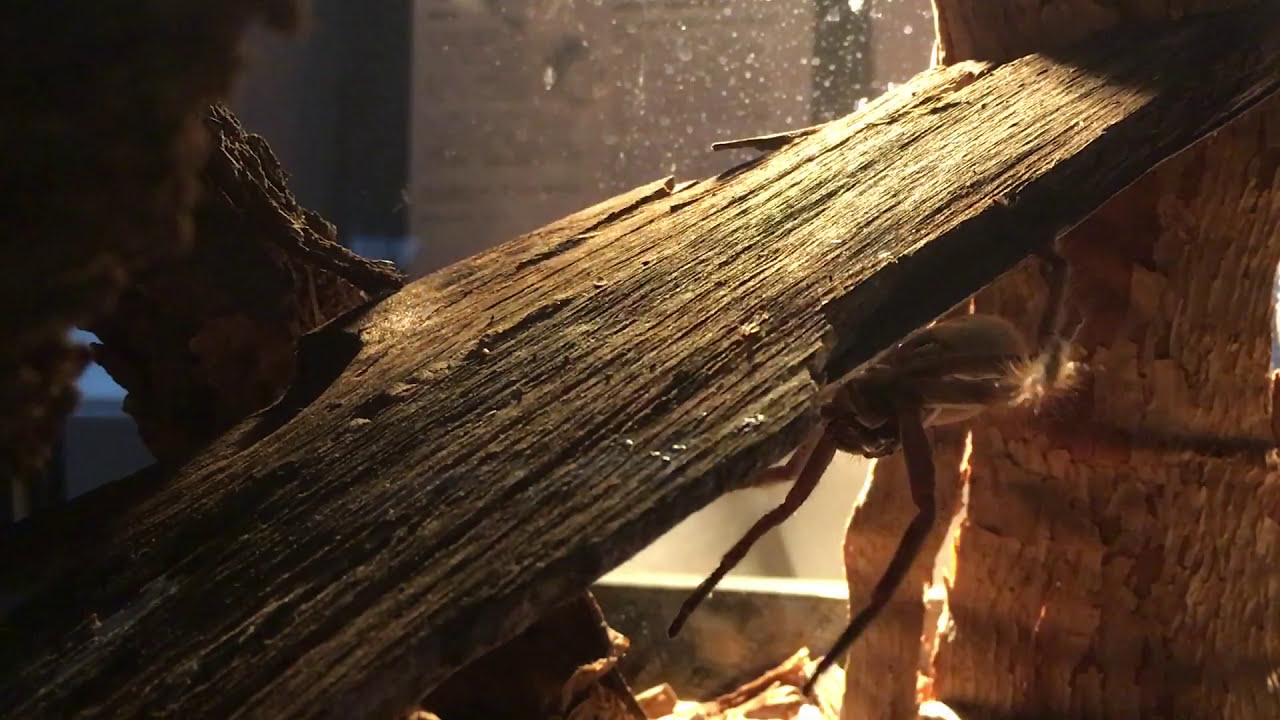 Grey Mountain Huntsman spider (Holconia sp.) - YouTube