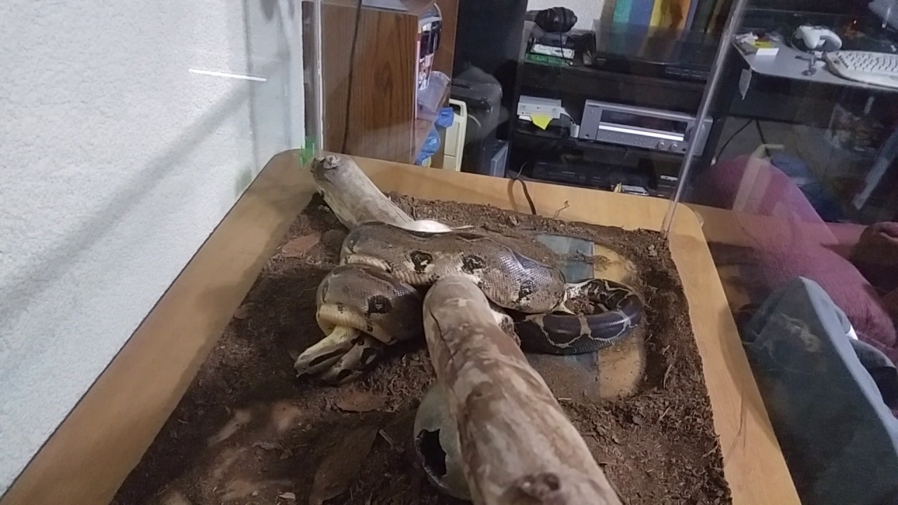 COLOMBIAN BOA EATING RAT, BOA COLOMBIANA COMIENDO RATA - YouTube