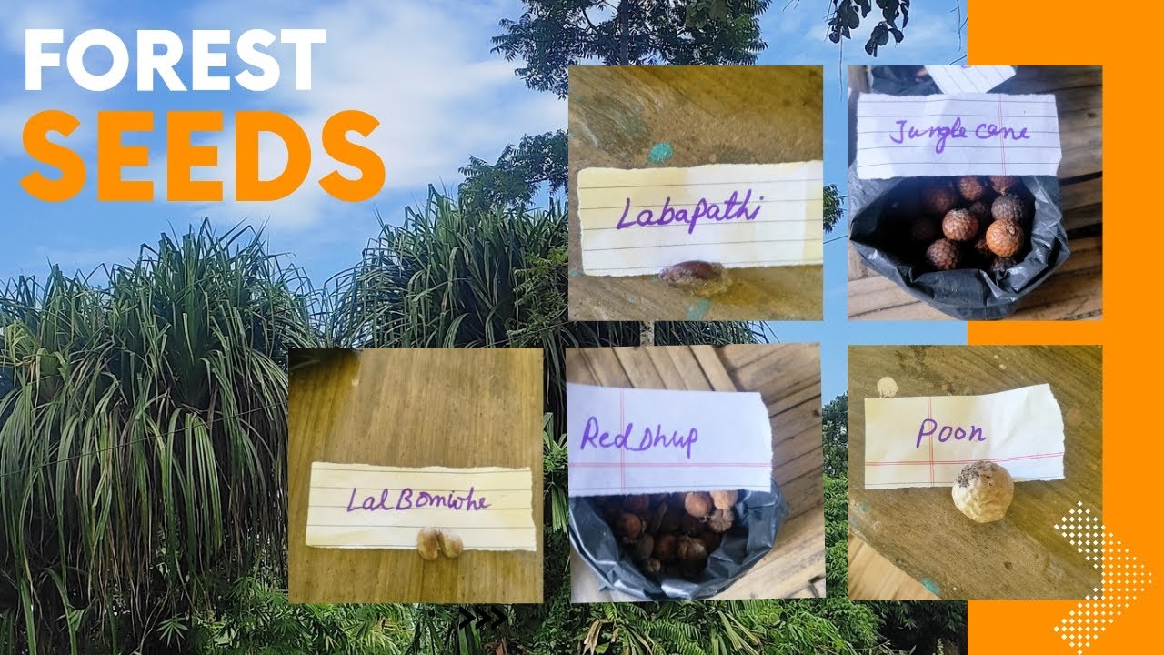 Forest Seeds|Lal Bombay|Red Dhup|Labapathi|Jungle Cane|Poon - YouTube
