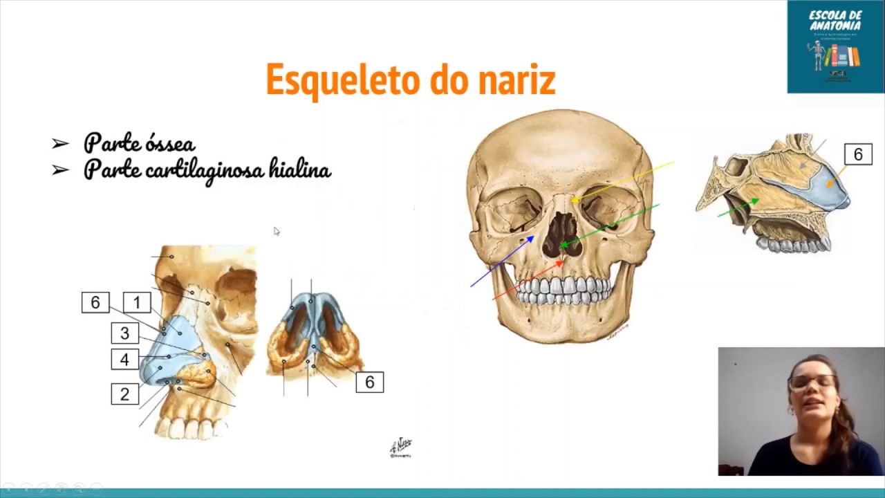 Aula de anatomia do nariz - YouTube