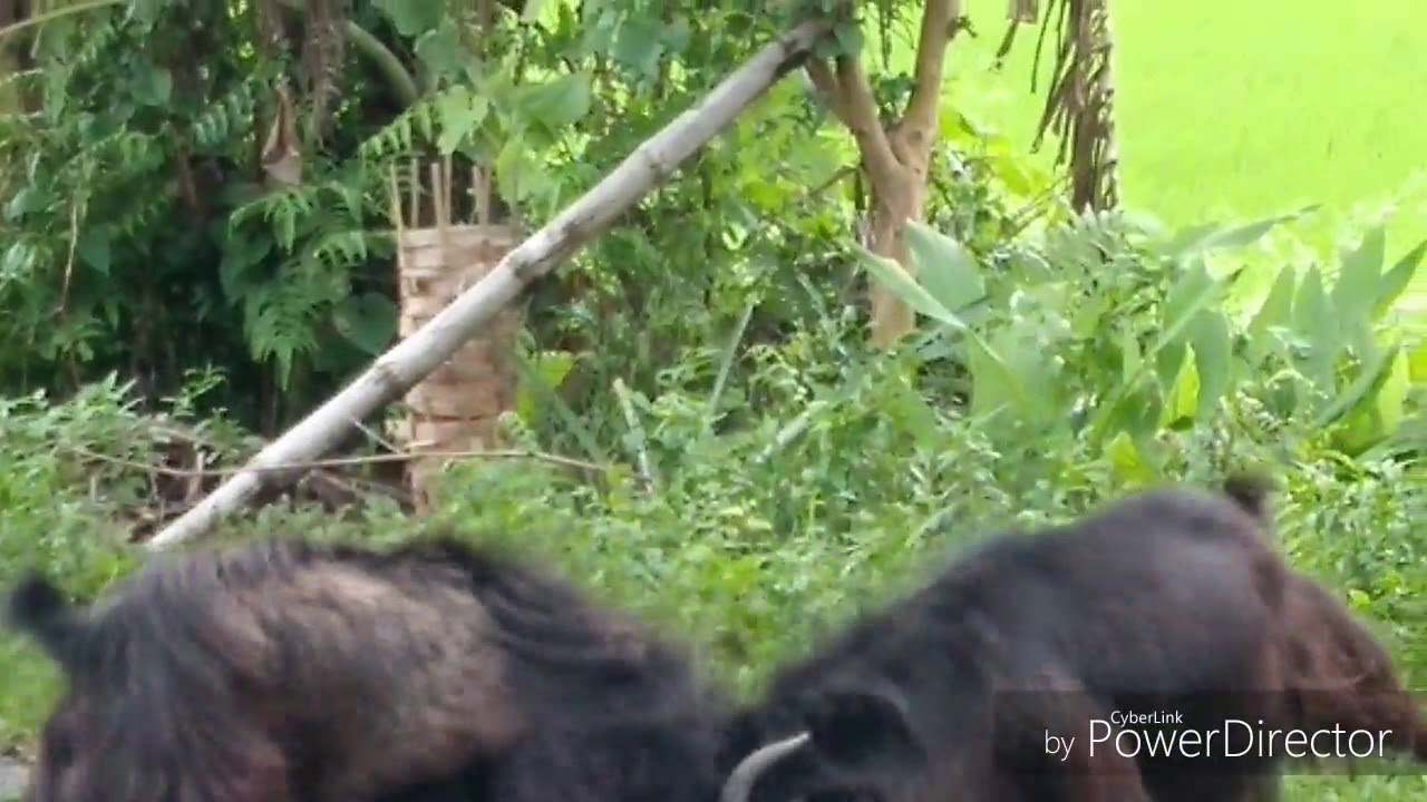 The great fight of two billy goat. - YouTube