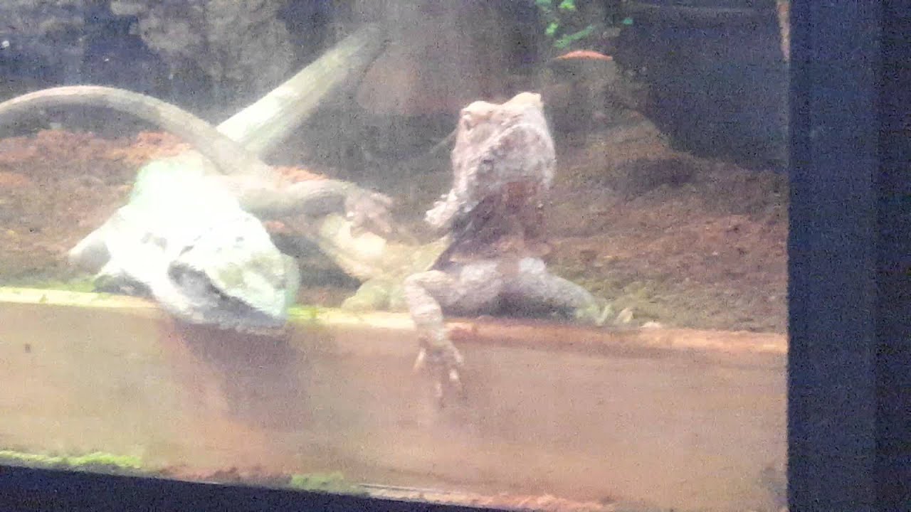 Frilled dragon mating - YouTube