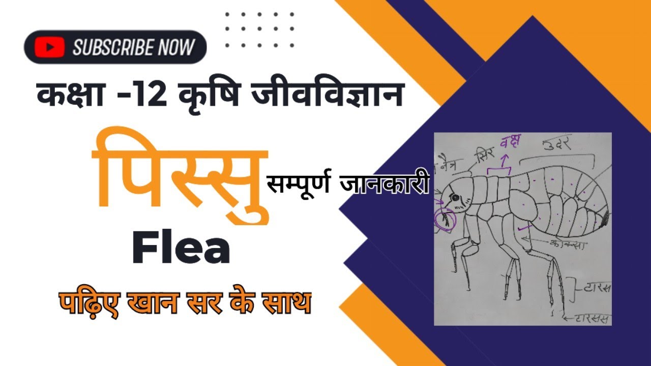chapter 13 Agriculture biology-what is Pissu| Flea|| पिस्सु क्या होता ...