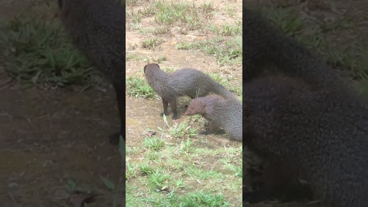 Lovely Mongoose - YouTube