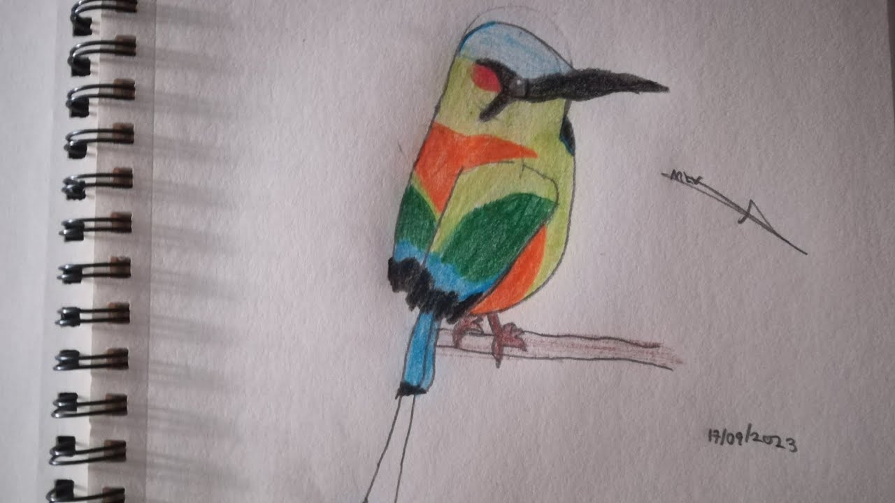 Como dibujar un torogoz🐦🇸🇻 - YouTube