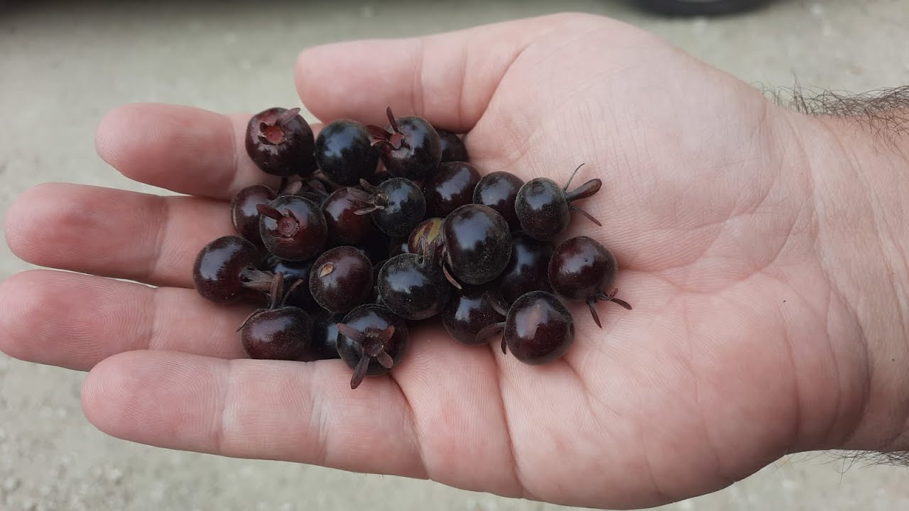 Picking And Eating Pitanguna (Eugenia sulcata) Fruits - Exotic Fruits ...