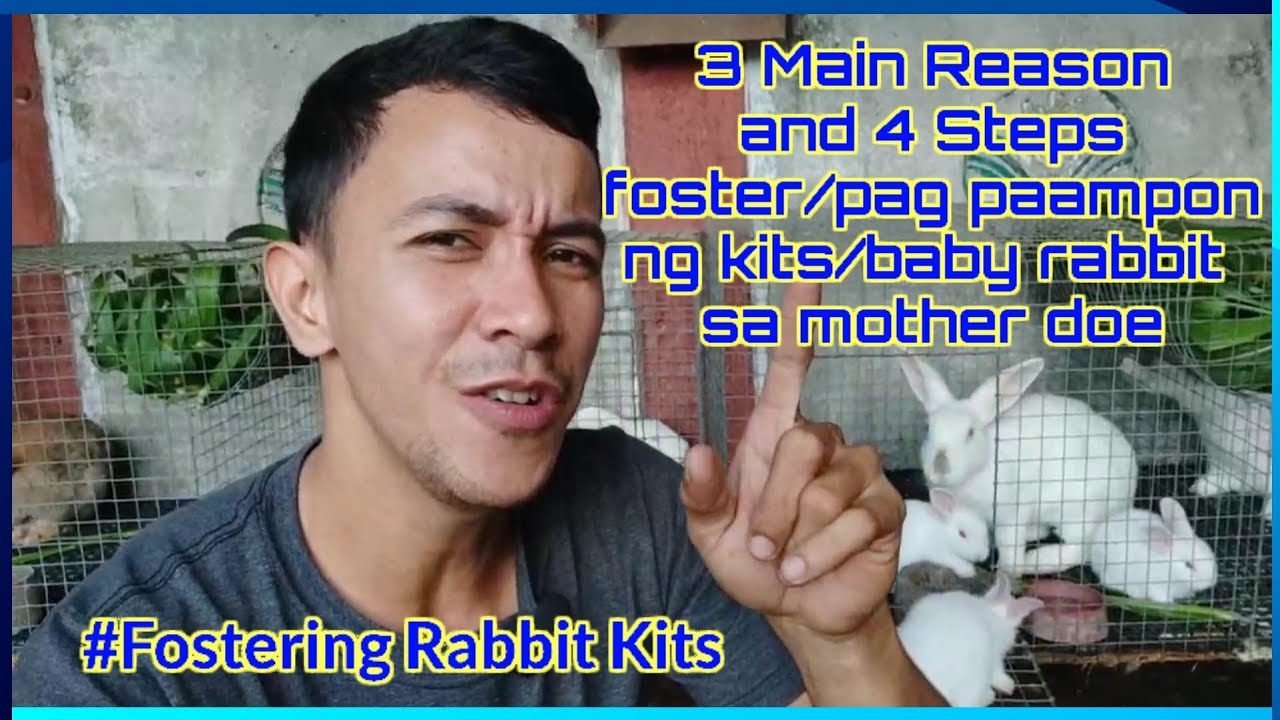 Paano mag paampon Ng kits/baby rabbit sa ibang doe #rabbit # ...