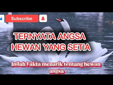 "Di Balik Danau Sunyi, Cinta Angsa Tak Pernah Mati" - YouTube