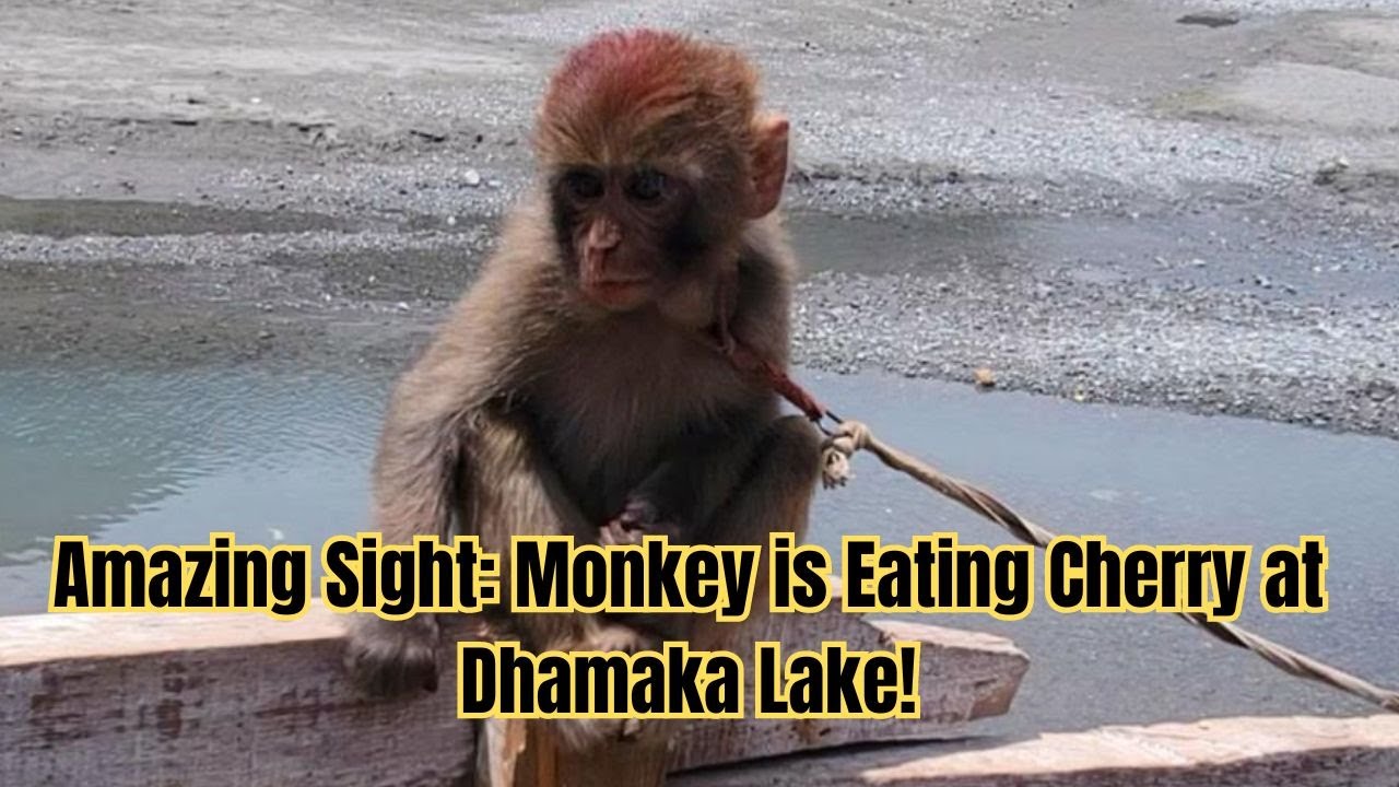 Amazing Sight: Monkey is Eating Cherry at Dhamaka Lake Near Utror ...