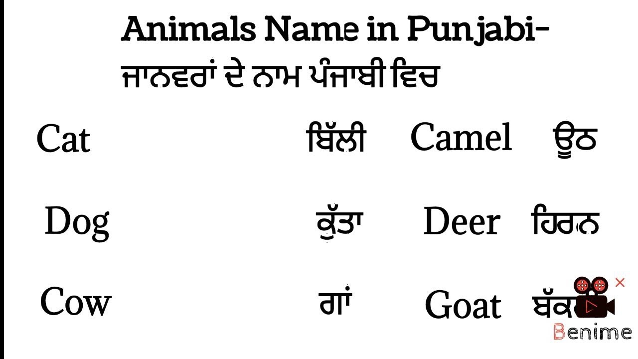 Animals Name in Punjabi- ਜਾਨਵਰਾਂ ਦੇ ਨਾਮ ਪੰਜਾਬੀ ਵਿਚ - YouTube