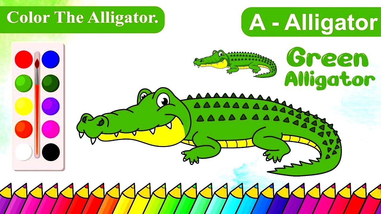 Color The Alligator | Draw The Alligator | Best Drawing Alligator ...