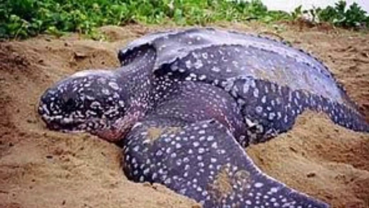 HEBOH!! PENYU RAKSASA BERUKURAN 700KG TERDAMPAR DI PANTAI SPANYOL - YouTube