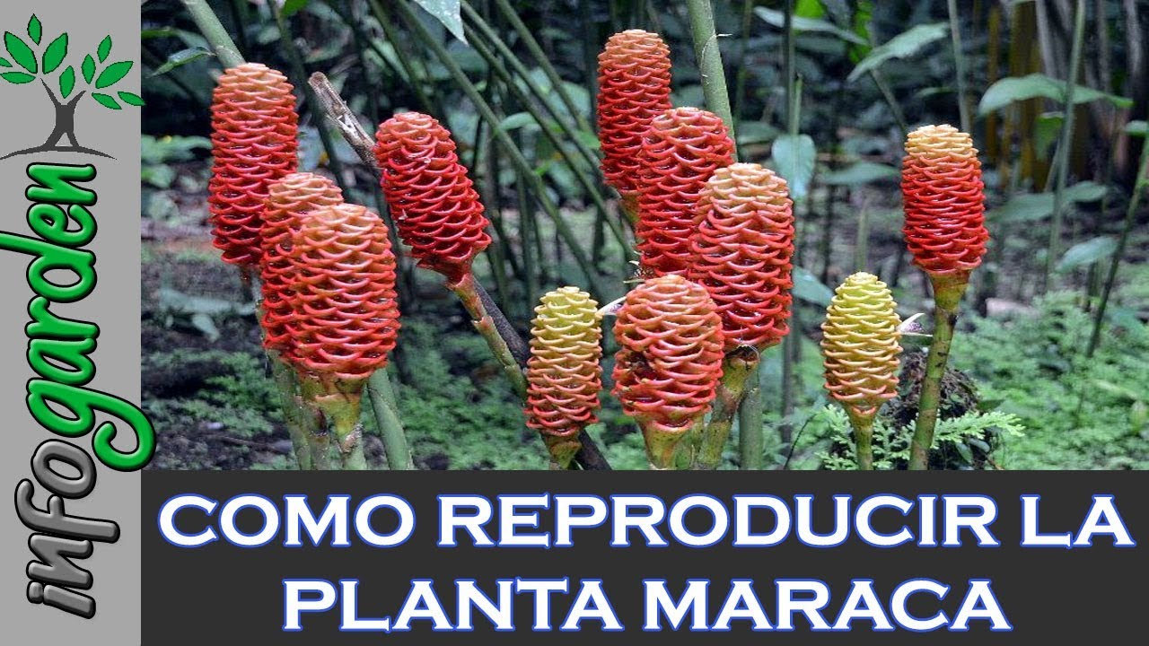 Como reproducir la planta Jengibre de la colmena o maraca (Zingiber ...