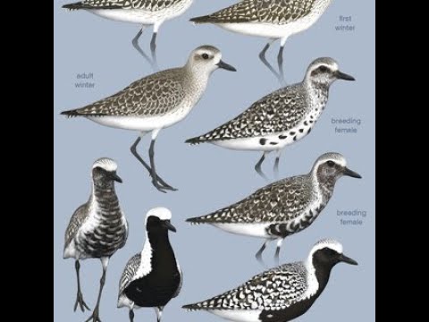 SERE NI DILIO : Fijian song about the Dilio Bird known as Pacific ...