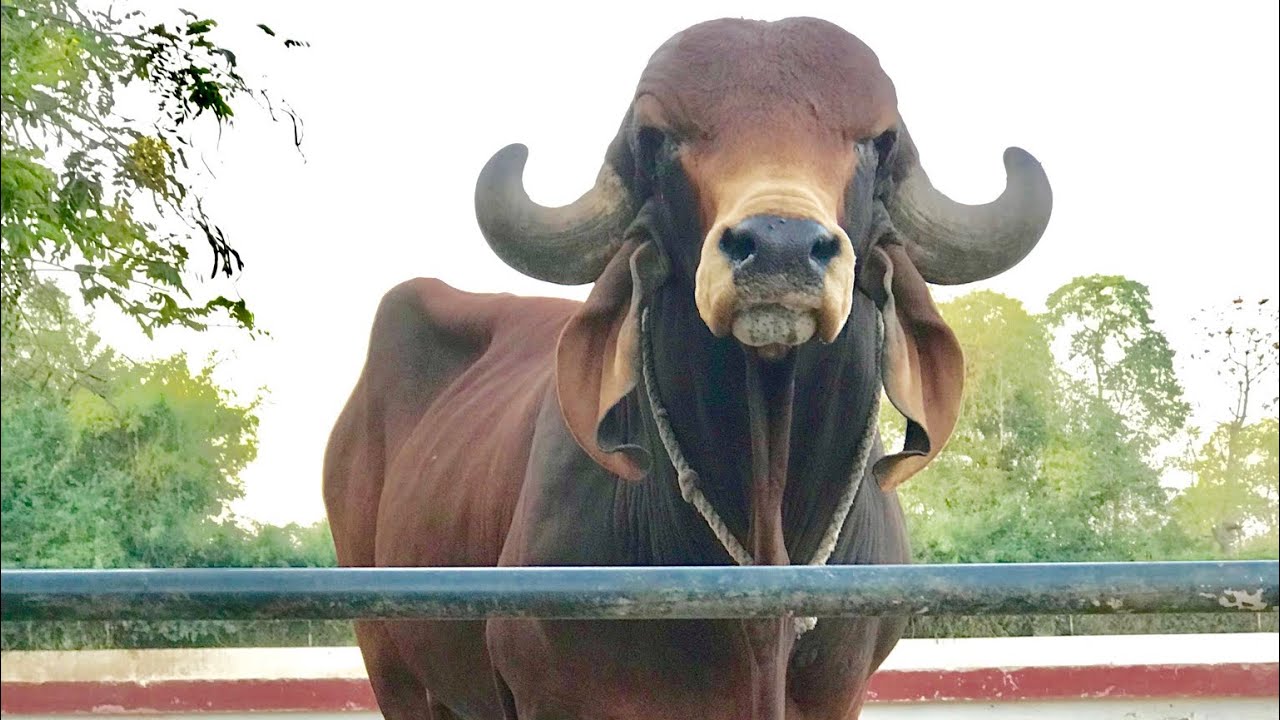 PURE GIR BULL || Gir bull of top Quality || High pedigree Gir bull ...