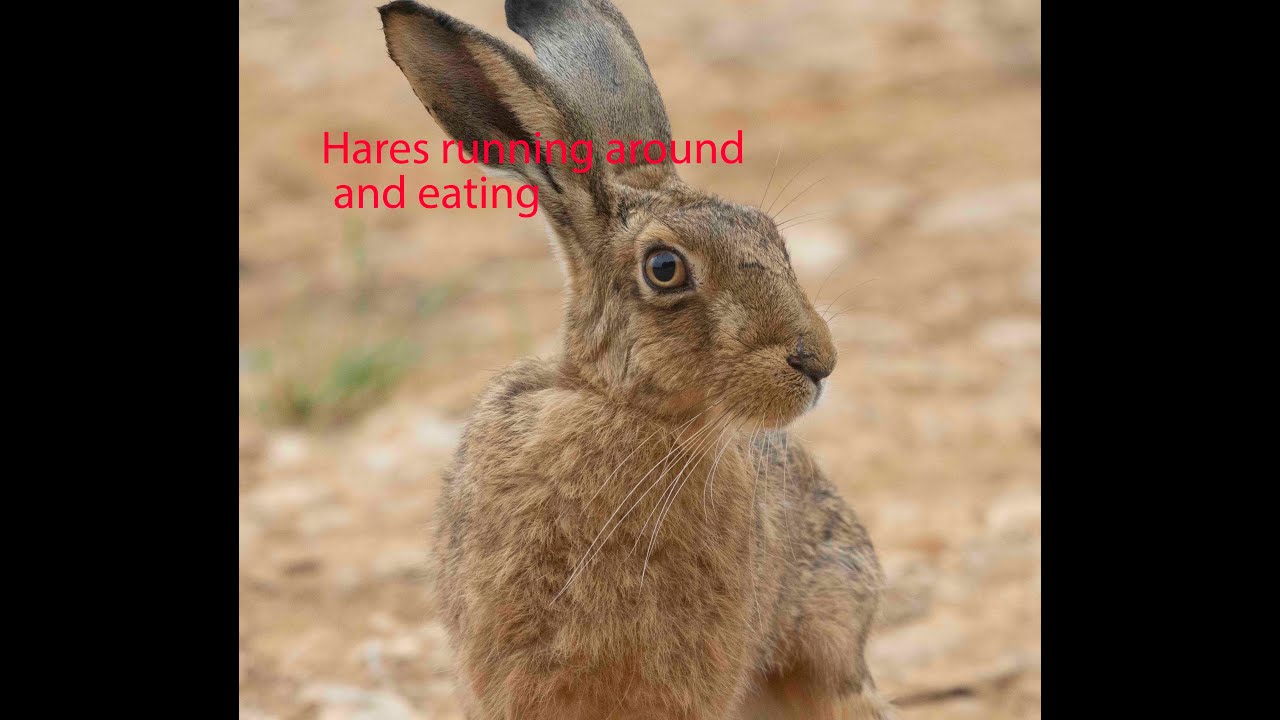 Hares and more hares - YouTube