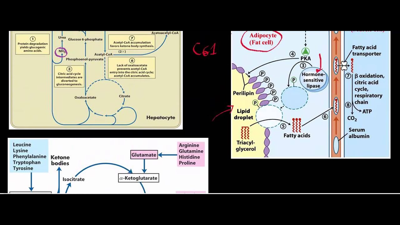 Biochemistry | Fasting State in the Liver - YouTube