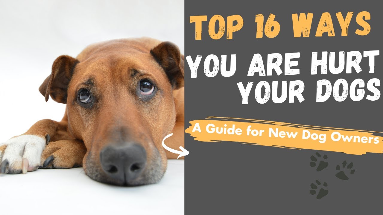 16 Ways You Are Hurt Your Dog Without Realizing - YouTube