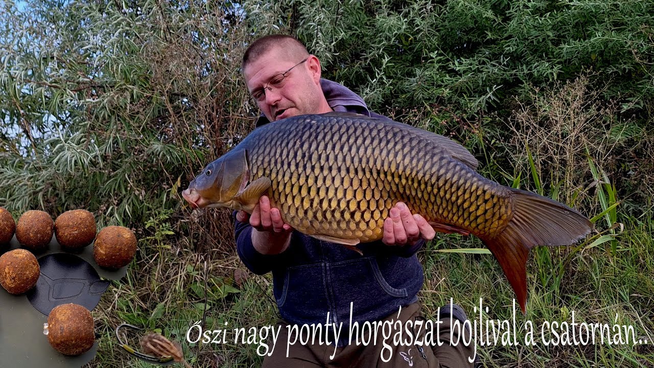 Őszi nagy ponty horgászat bojlival a csatornán!!! - YouTube
